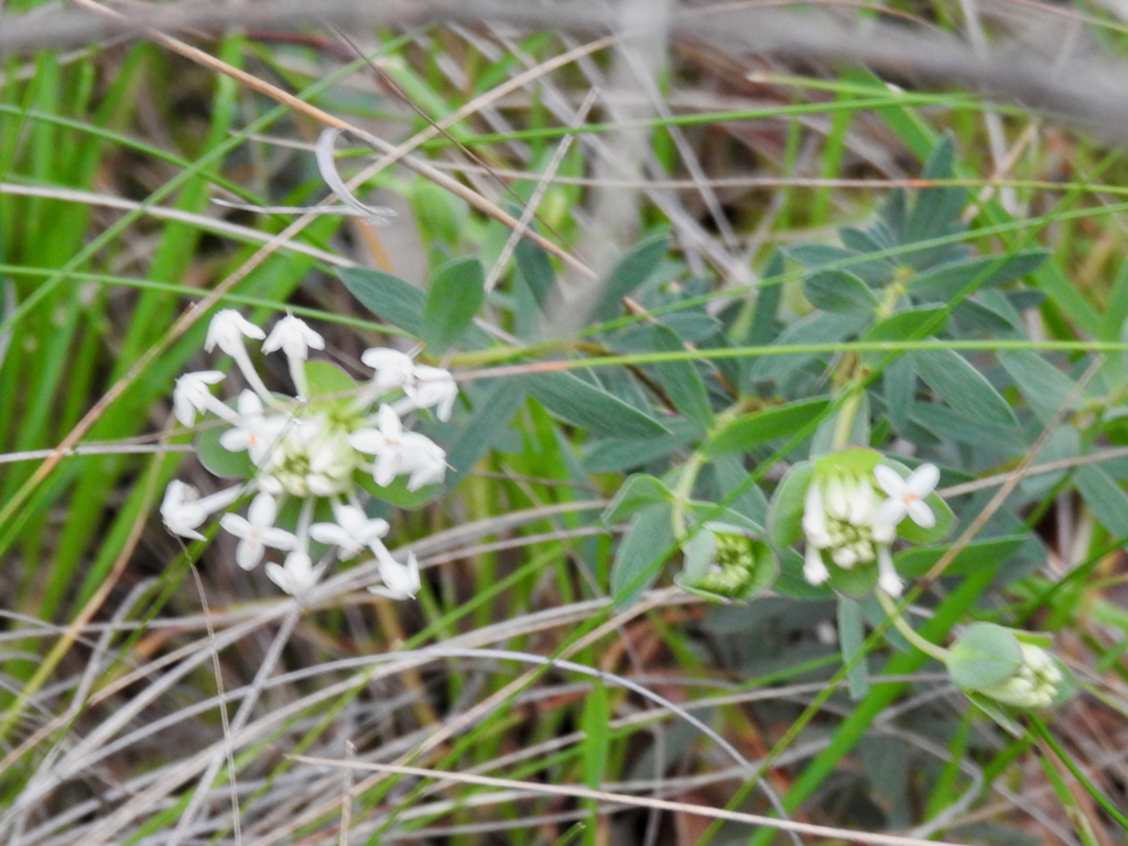 Common Rice-flower from Panton Hill VIC 3759, Australia on September 8 ...