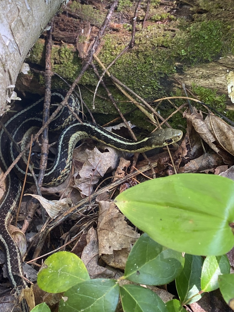 Eastern Garter Snake from Pellston, MI, US on September 8, 2023 at 01: ...