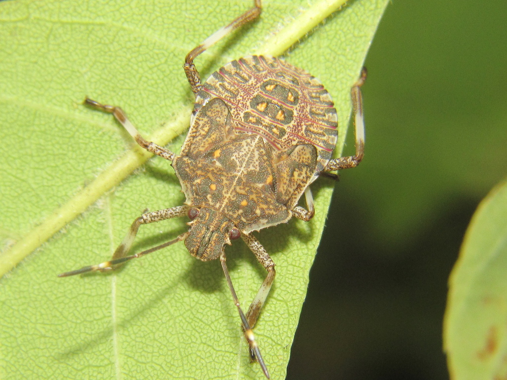Brown Marmorated Stink Bug from PG2C+F45, Big Rapids, MI 49307 on ...