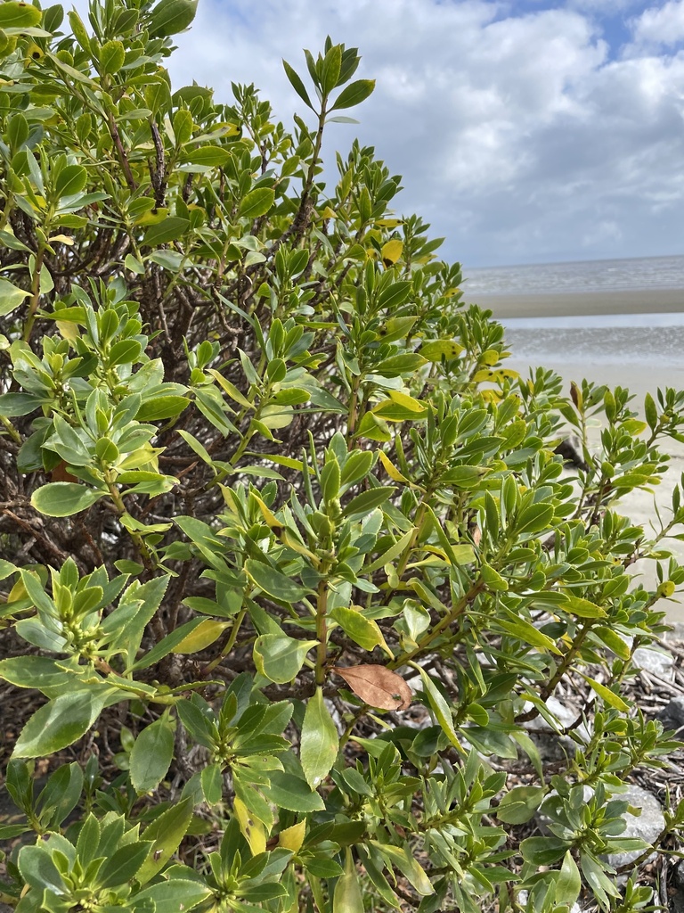 common boobialla from Te Waipounamu/South Island, Tākaka, Tasman, NZ on ...