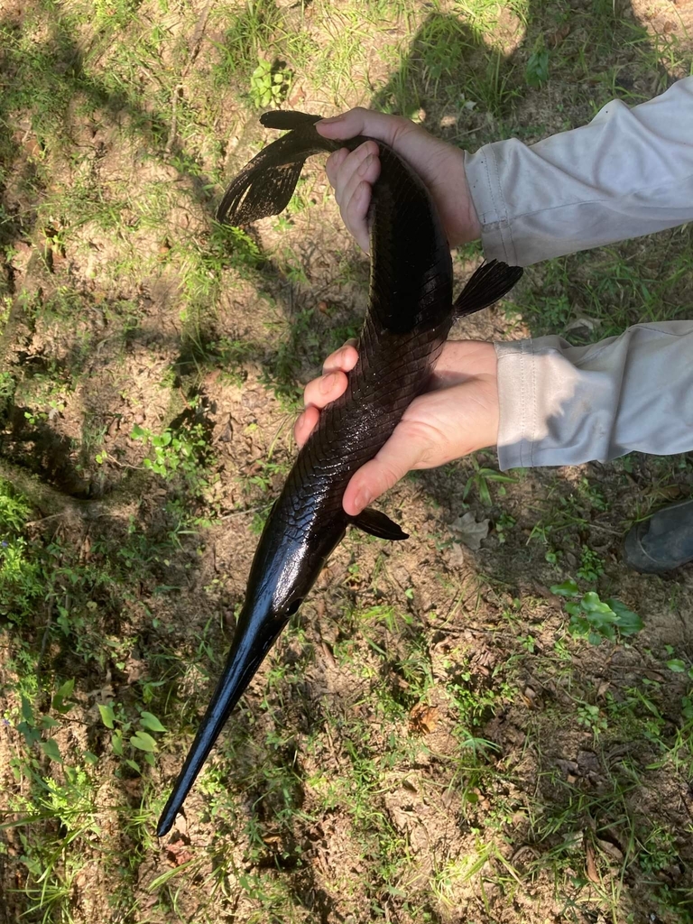 Longnose Gar from Jamestown, SC on July 1, 2022 by Sarah. Melanistic ...