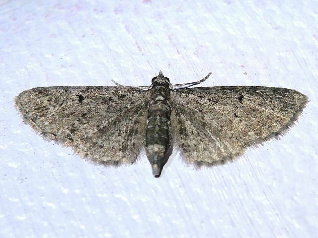 White-spotted Pug Moth in September 2023 by privatenoaccess · iNaturalist