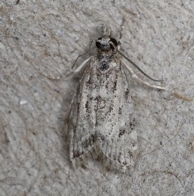 McDunnough's Eudonia from Beke Rd. entrance, Sudden Tract, North ...