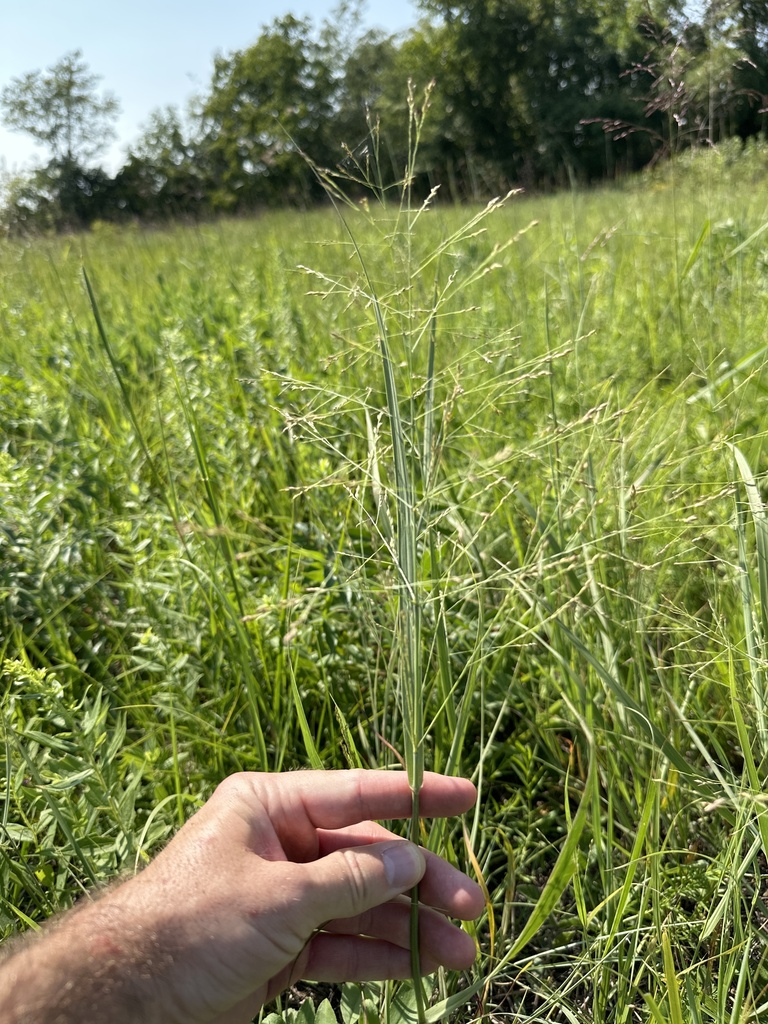 switchgrass from S 160th Rd, Bolivar, MO, US on September 8, 2023 at 03 ...