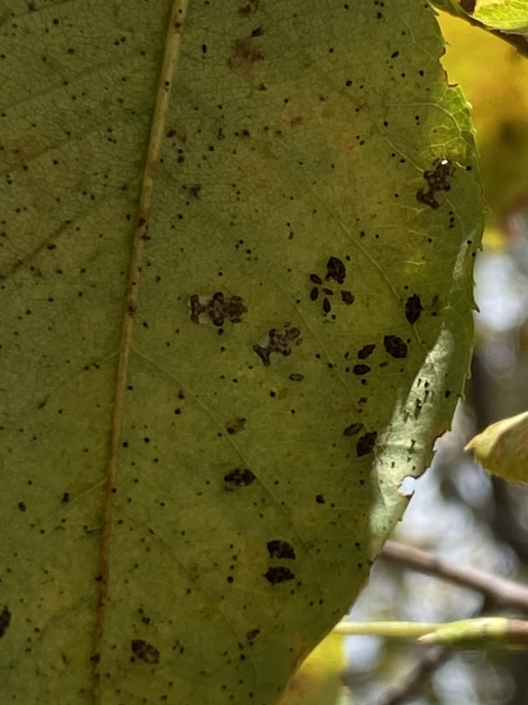 Tingini from Niagara College Blvd, Welland, ON, CA on August 11, 2023 ...