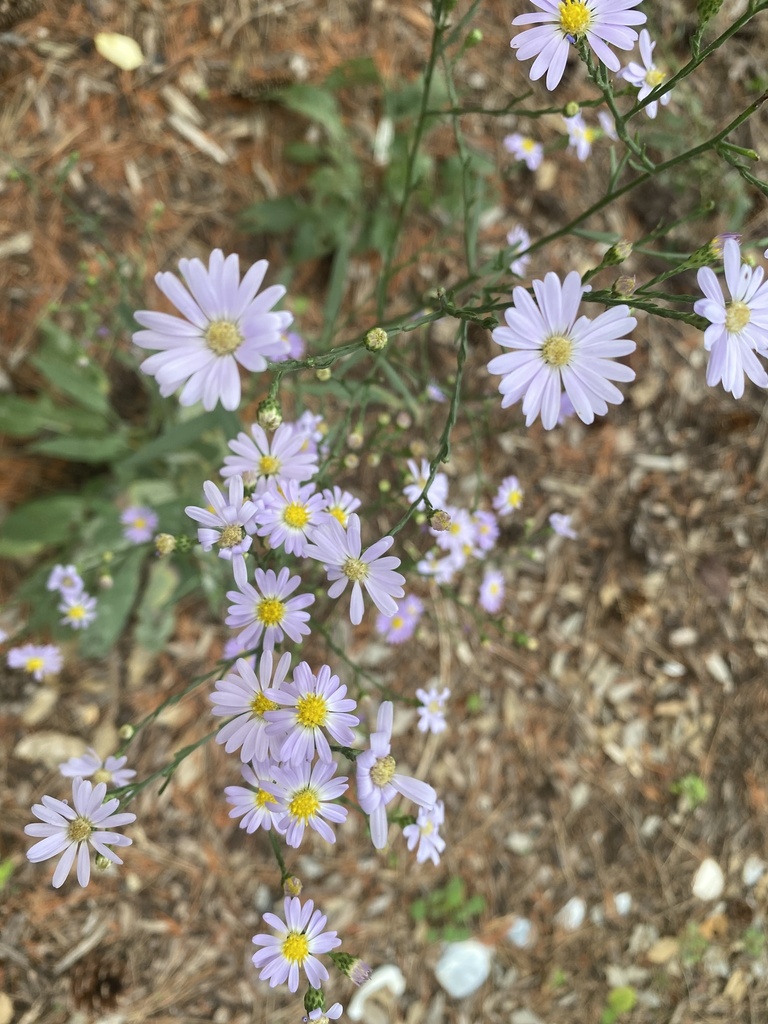 American asters from Fire Island National Seashore - Headquarters ...