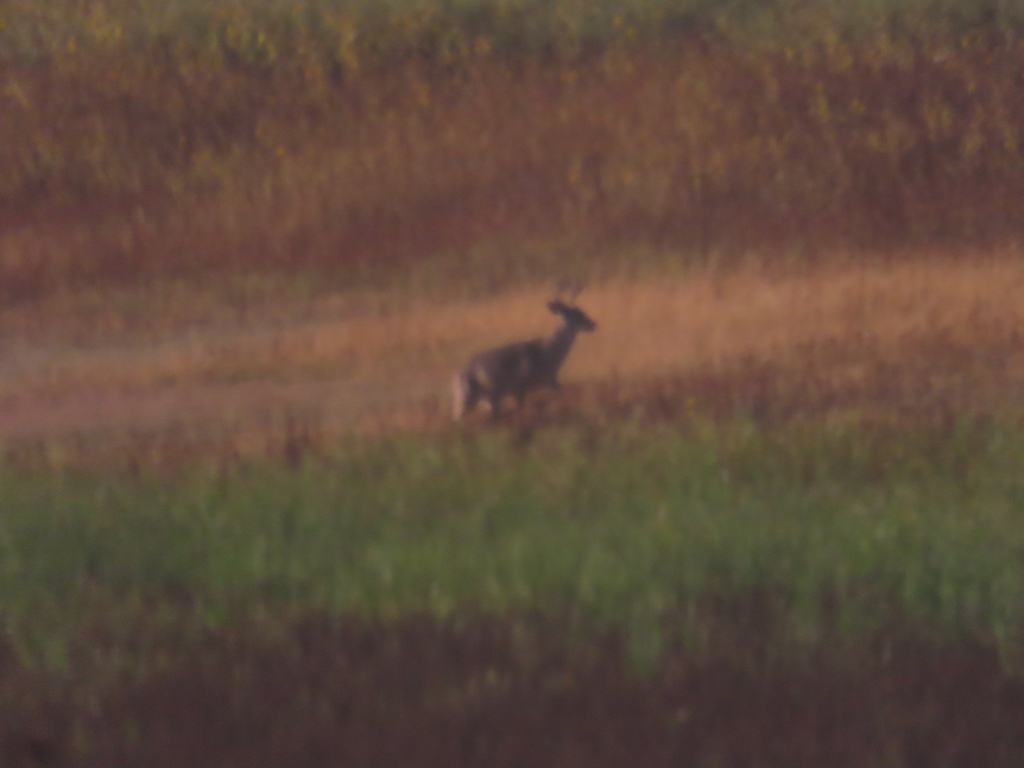 Mule Deer from Yolo, California, United States on September 6, 2023 at ...