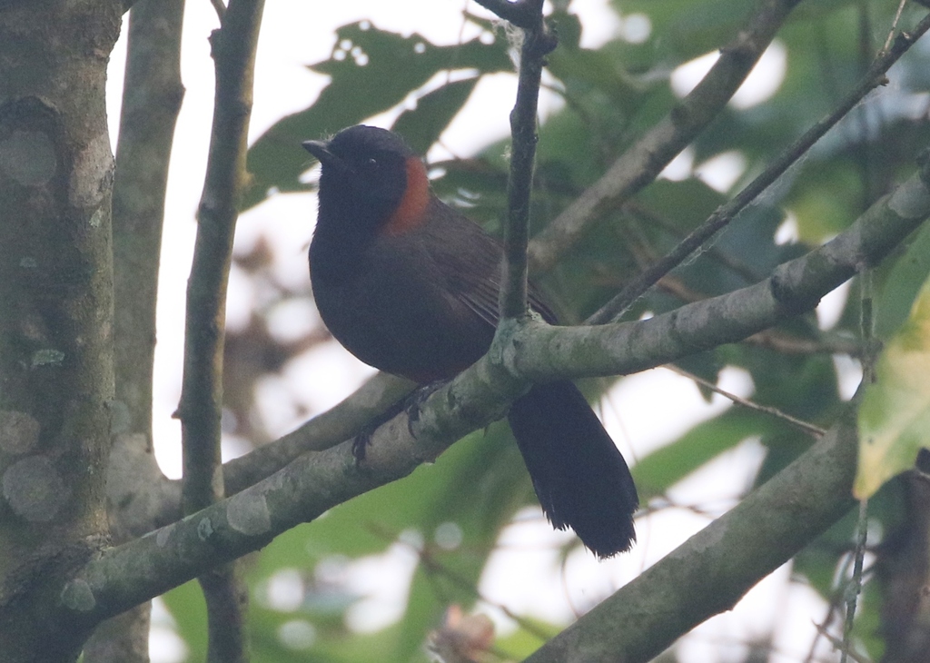 Rufous-necked Laughingthrush from Bhuya Para, Assam, India on April 10 ...
