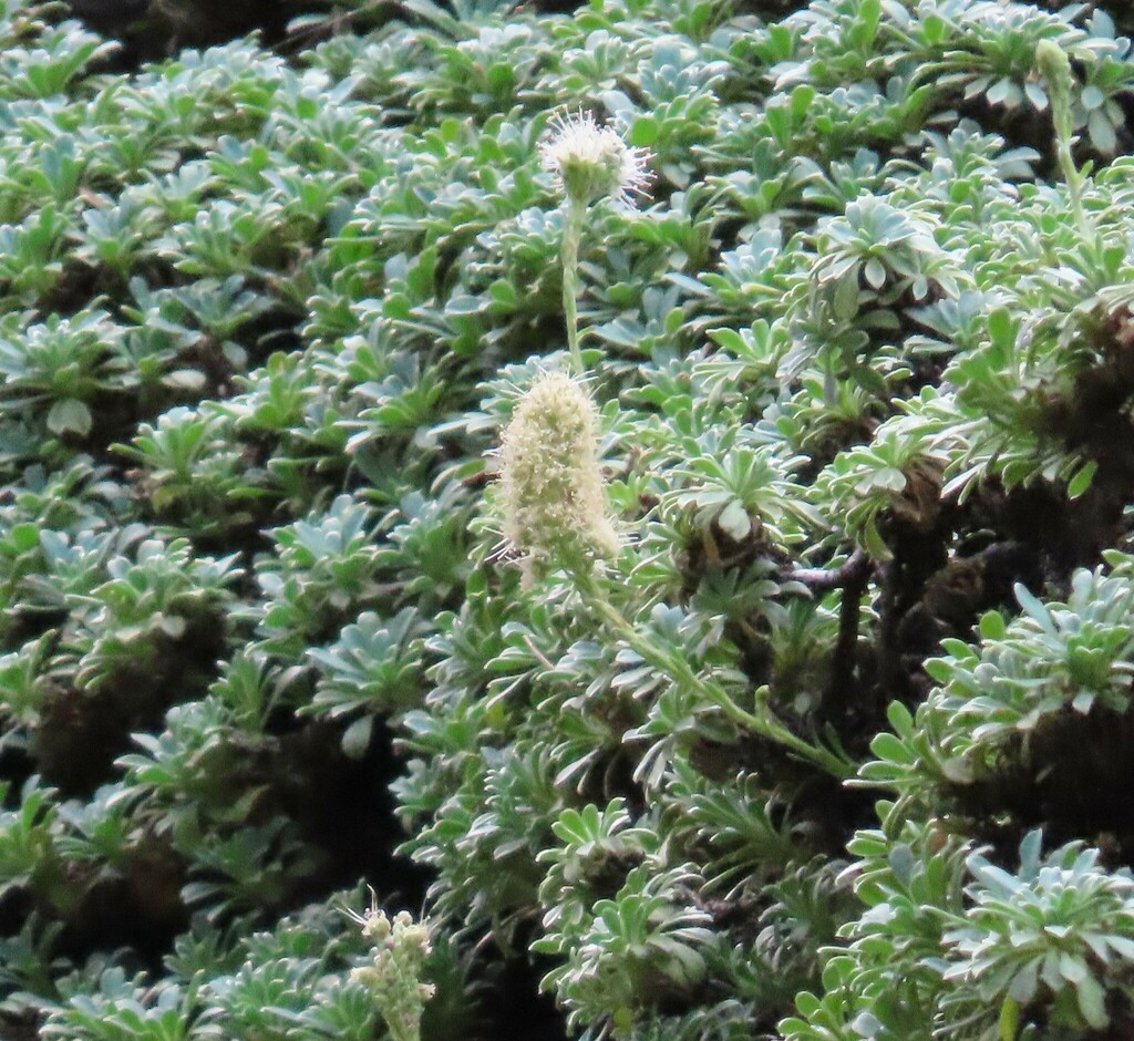 mat rock spiraea from Scheelite Canyon, Sierra Vista, AZ 85615 on ...