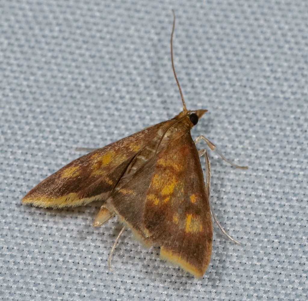 Mint-loving Pyrausta Moth from Cunningham Swamp WMA on August 31, 2023 ...