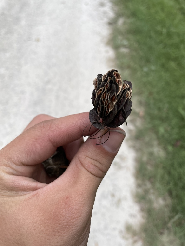 Illinois bundleflower from Trail House Loop Rd, Villa Ridge, MO, US on ...