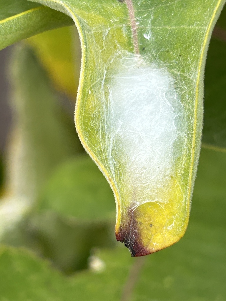 Jumping Spiders from Lakeshore State Park, Milwaukee, WI, US on ...