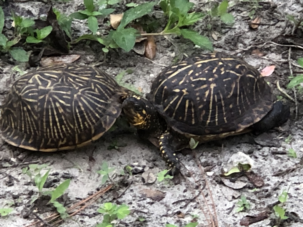 Florida Box Turtle in September 2023 by Dan_Barychko · iNaturalist
