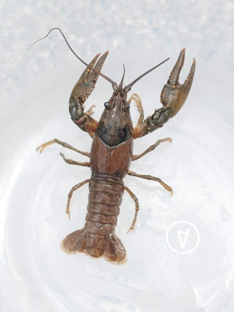 Virile Crayfish from Hopewell Township, PA, USA on September 8, 2023 at ...