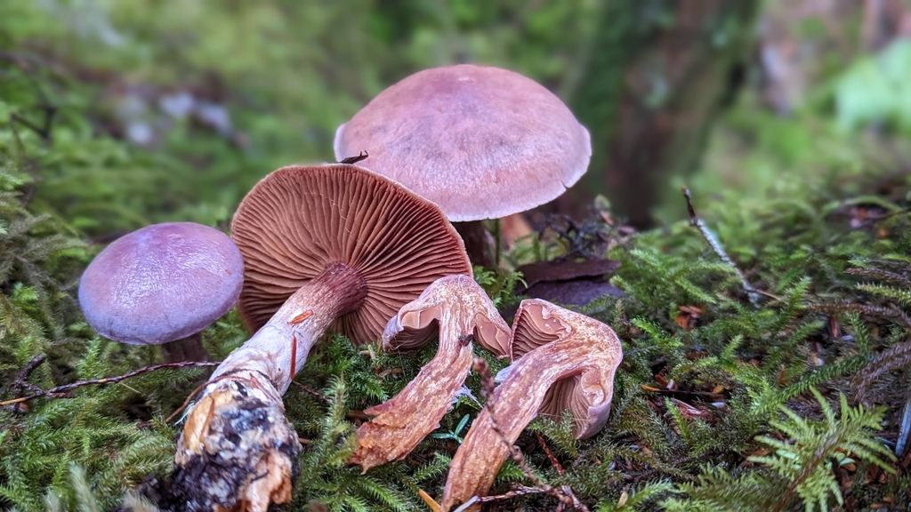 Webcaps in September 2023 by Deryn Carter · iNaturalist