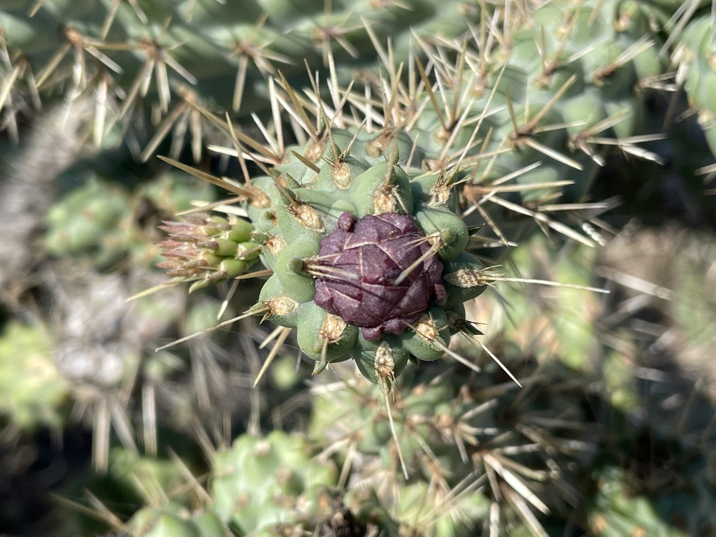 Coast Cholla from San Diego Bay National Wildlife Refuge, Coronado, CA ...