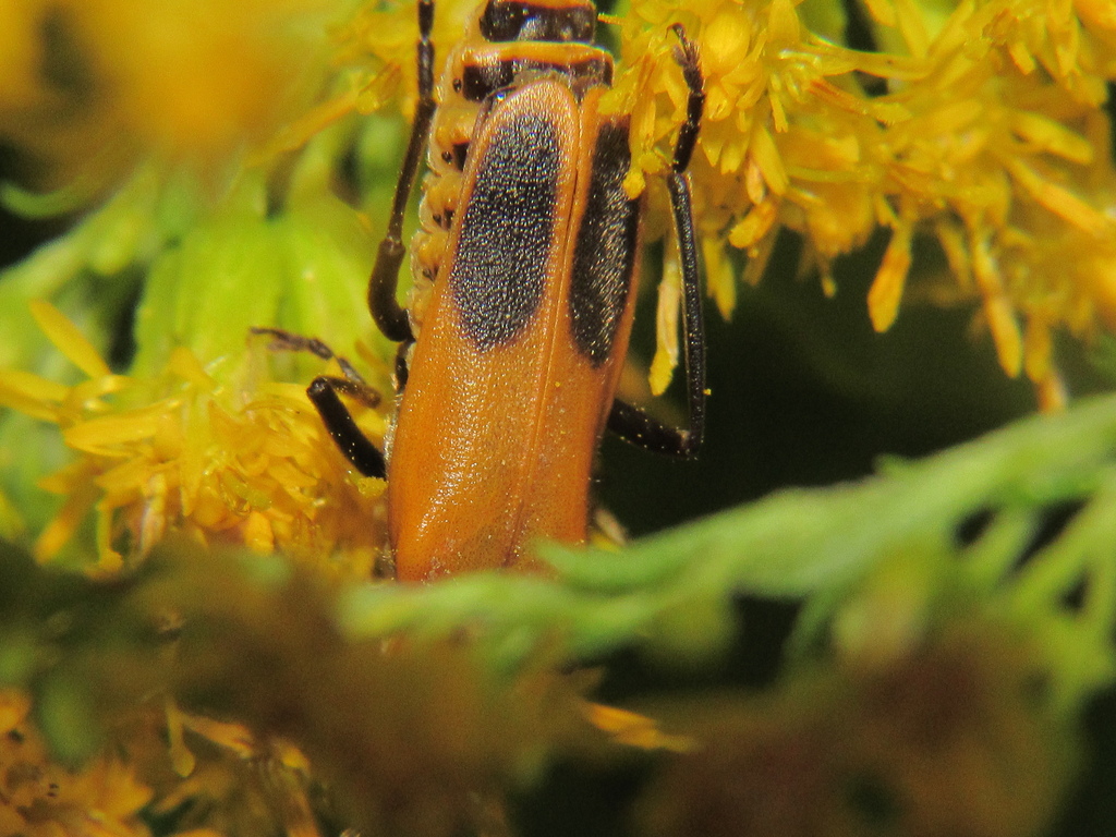 Goldenrod Soldier Beetle from PG2C+F45, Big Rapids, MI 49307 on ...