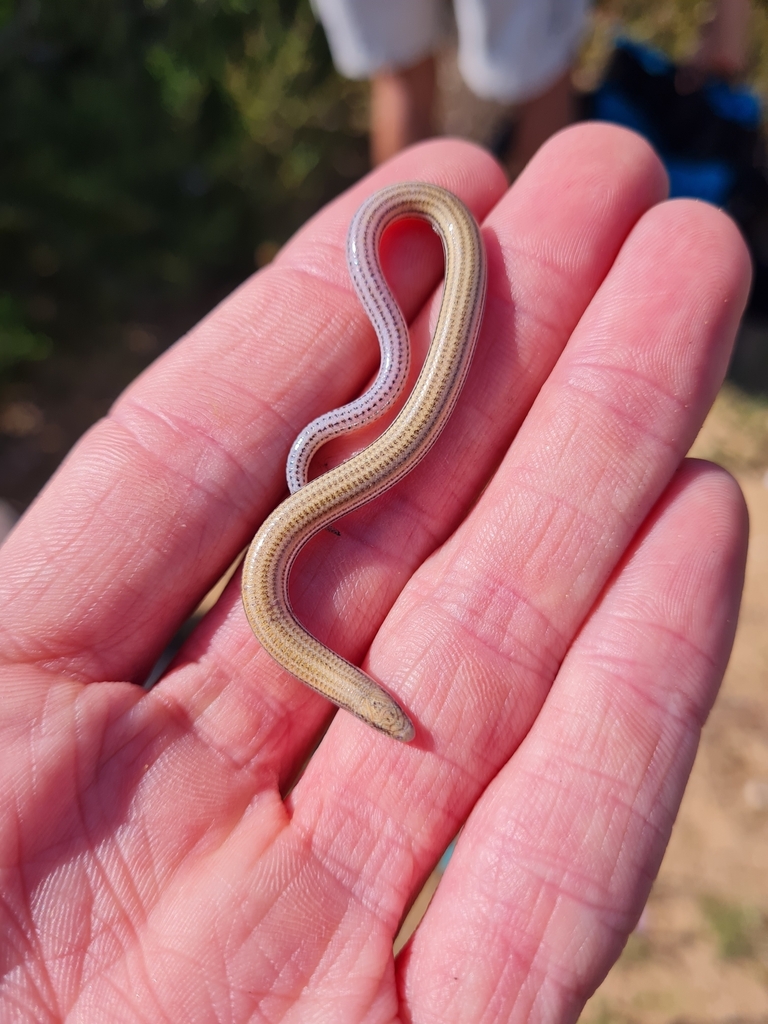 Gronovi's Dwarf Burrowing Skink from Laaiplek, Velddrif, 7365, South ...