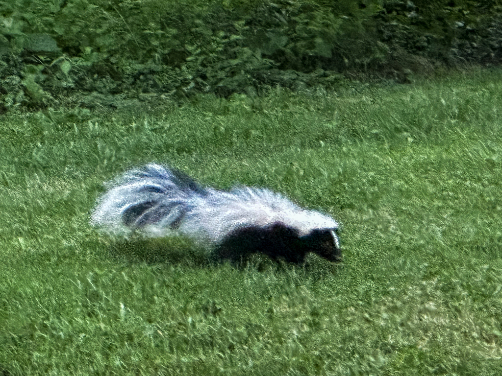 Striped Skunk from Island Home Park, Knoxville, TN 37920, USA on July ...