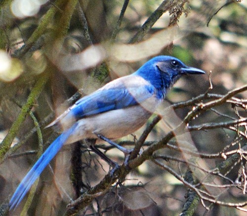 Sumichrast's Scrub-Jay (Subspecies Aphelocoma woodhouseii sumichrasti ...