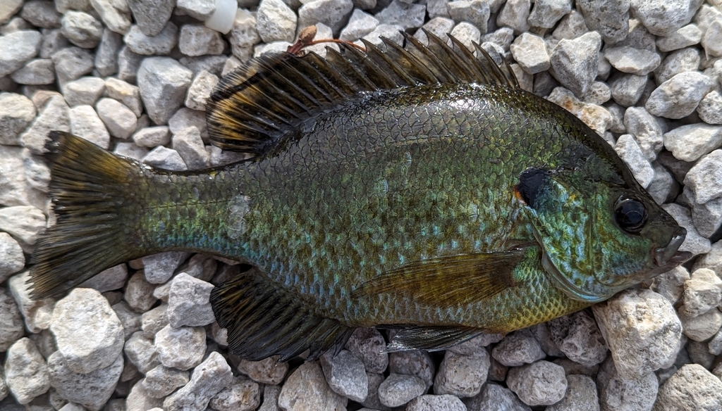 Bluegill × Redear Sunfish from New Franklin, OH 44319, USA on September ...