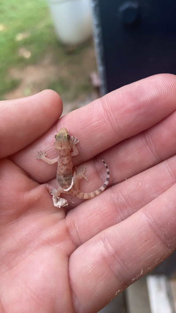 Mediterranean House Gecko from Dupont Cir, Raleigh, NC, US on September ...
