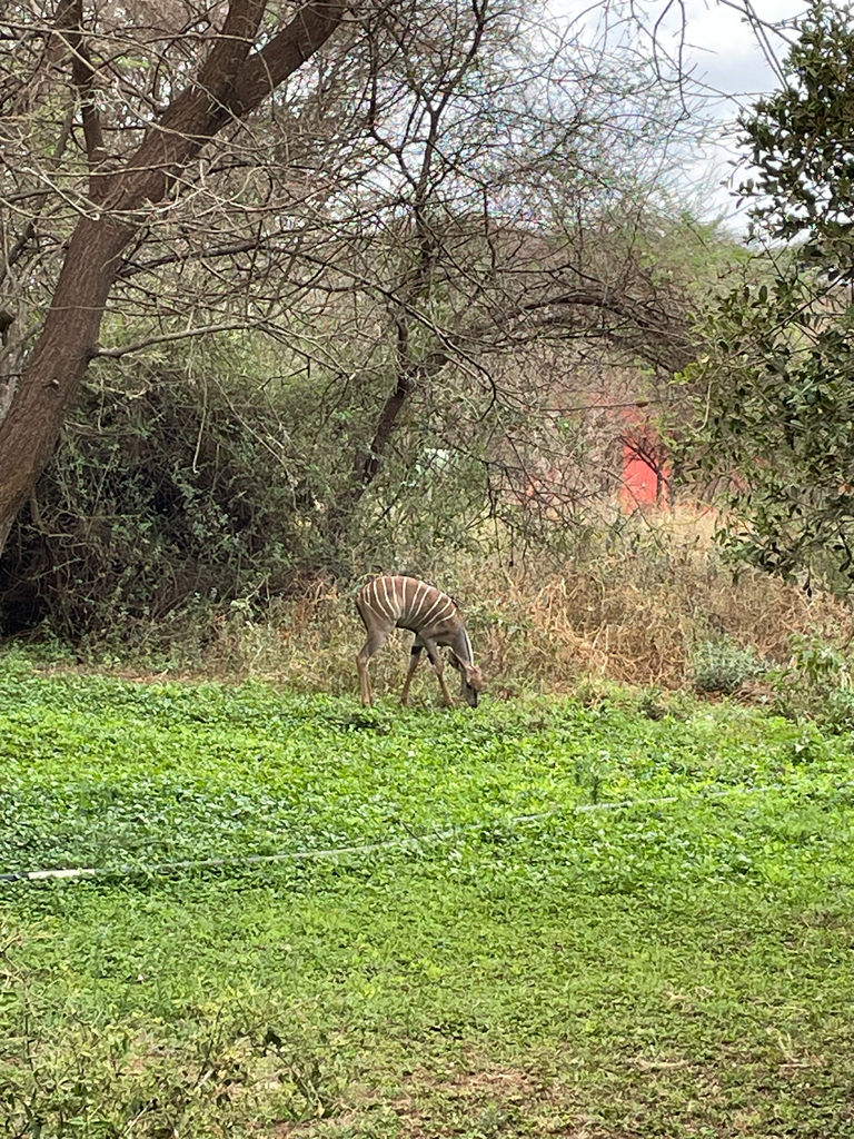 Southern Lesser Kudu in September 2023 by criscoja · iNaturalist
