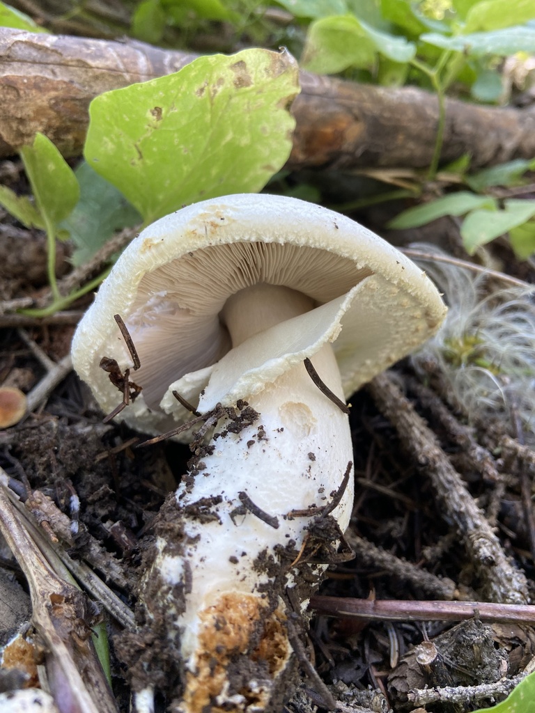 Agaricus moronii from Salt Lake County, US-UT, US on September 7, 2023 ...