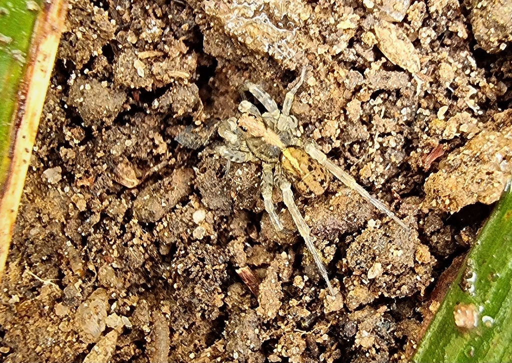 Small Striped Wolf Spiders from Frankston South VIC 3199, Australia on ...