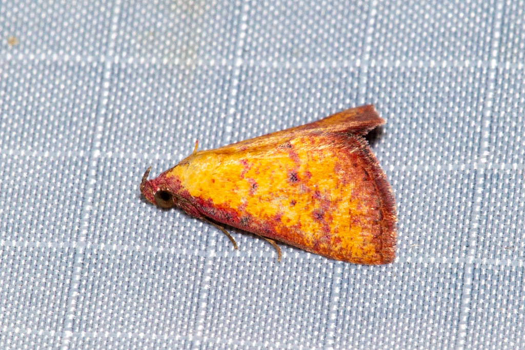 Raparna auropurpurea from Gunung Mulu NP, Sarawak, Malaysia on July 25 ...