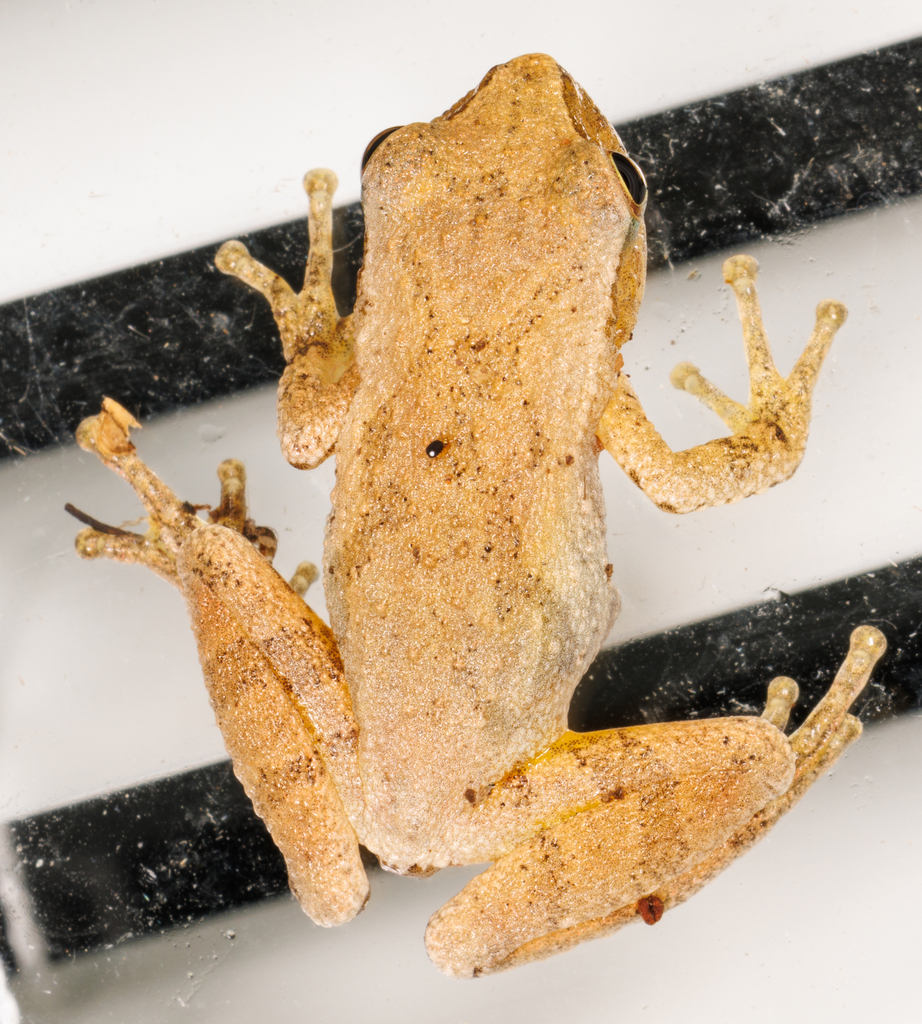 Spring Peeper from Emmett Calhoun County, MI, USA on September 7, 2023 ...