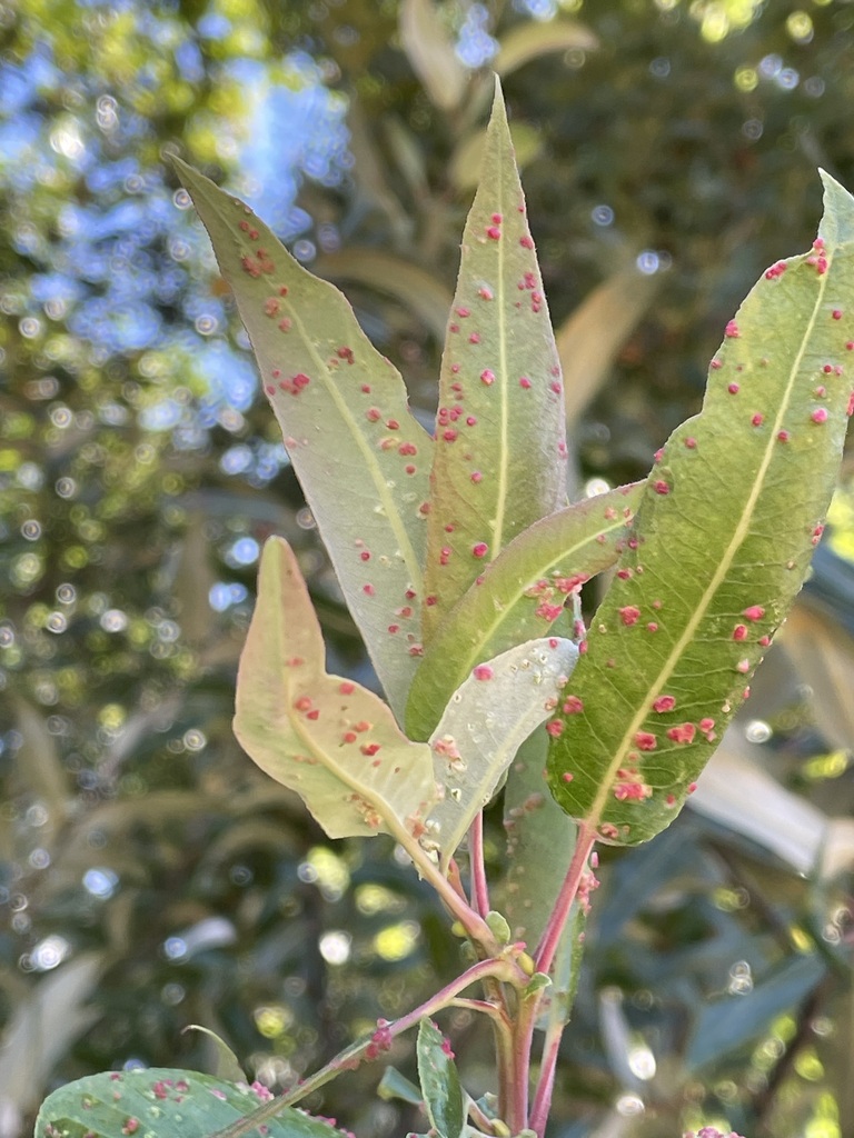 Willow Bead Gall Mite from Cupertino, CA, USA on September 8, 2023 at ...