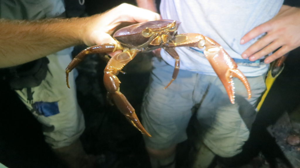 Manicou Crab from Tunapuna/Piarco Regional Corporation, Trinidad and ...