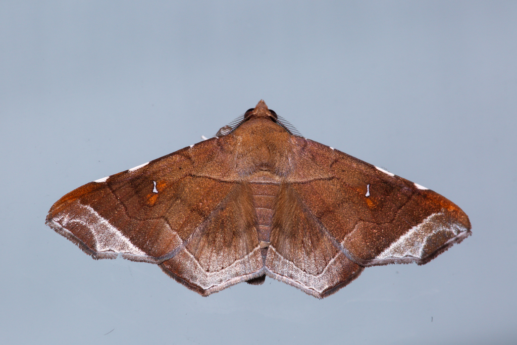 Episparis exprimens from Gunung Mulu NP, Sarawak, Malaysia on July 26 ...