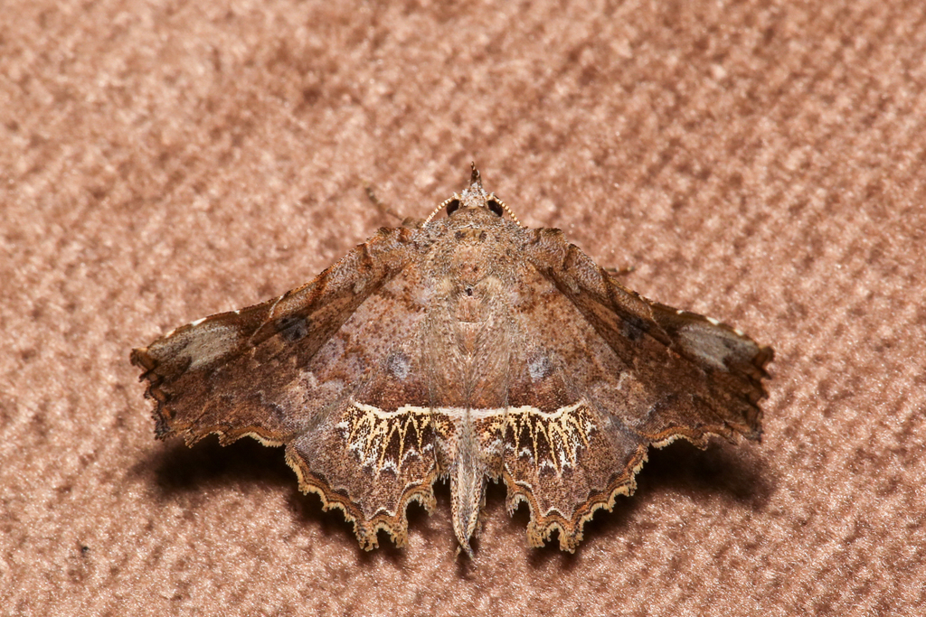 Throana klossi from Gunung Mulu NP, Sarawak, Malaysia on July 28, 2023 ...