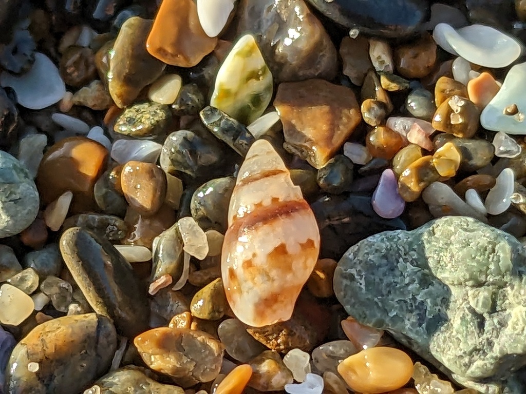 Pseudamycla dermestoidea from Newcastle NSW, Australia on September 9, 2023 at 07:02 AM by ...