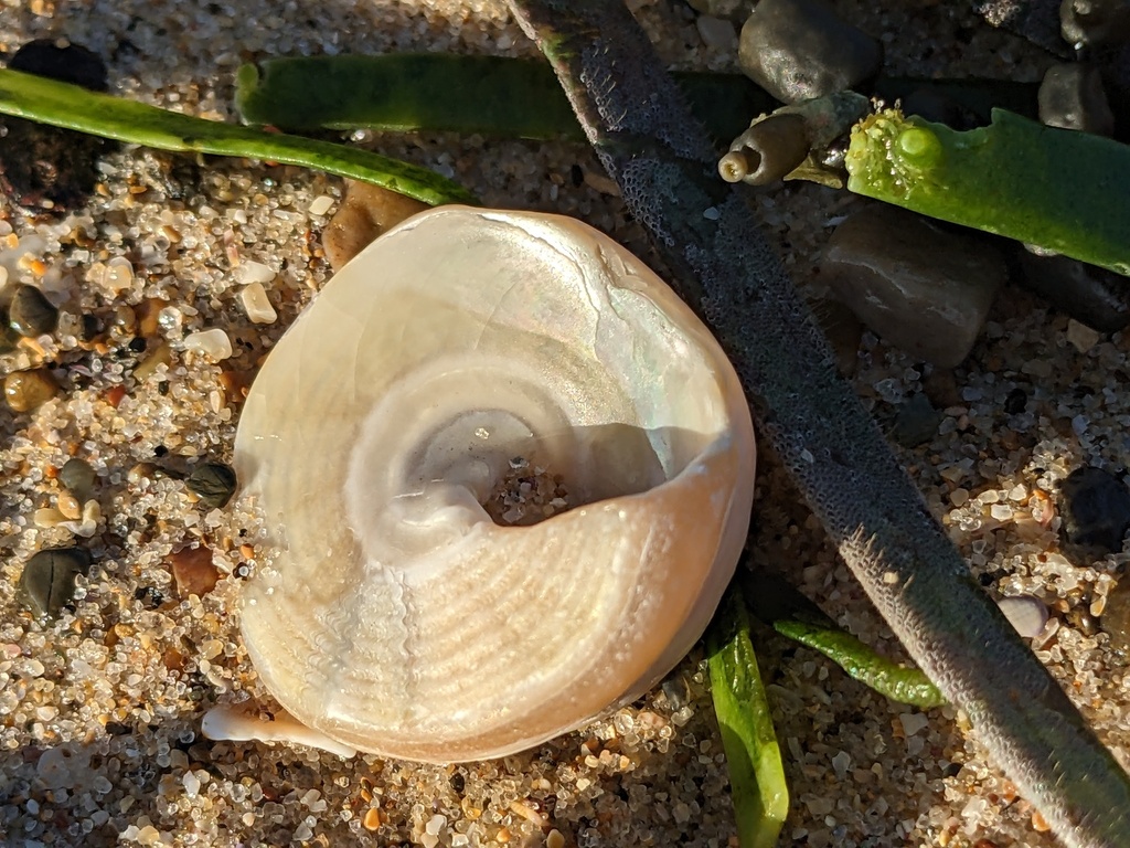 Common Tent Shell from Newcastle NSW, Australia on September 9, 2023 at ...