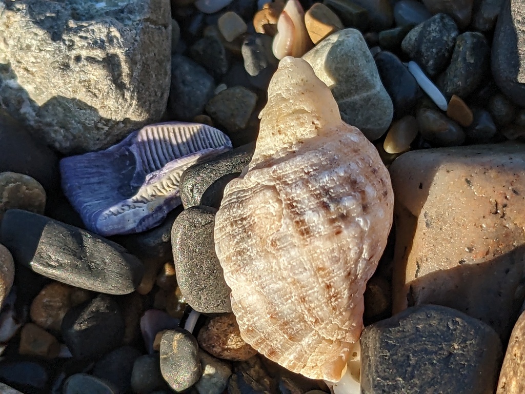 Cart-Rut Shell from Newcastle NSW, Australia on September 9, 2023 at 07 ...