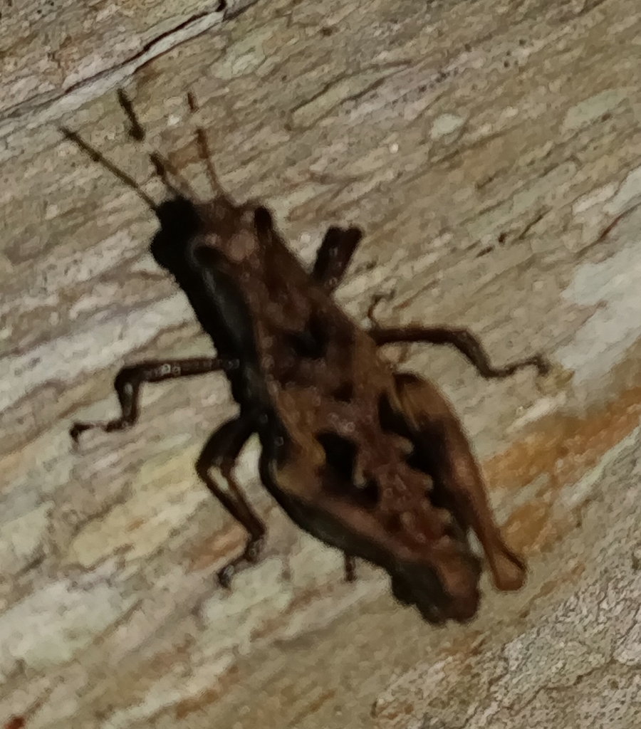 Microtylopteryx fusiformis from 855V+76J, Puntarenas Province ...