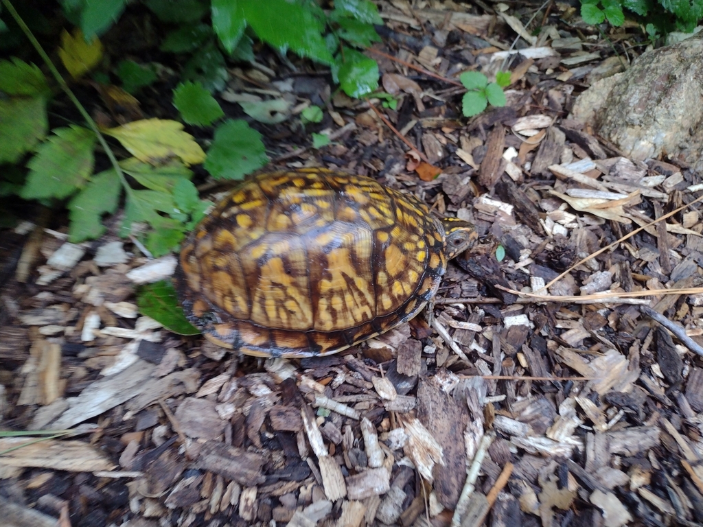 Eastern Box Turtle in September 2023 by Jacob Jones · iNaturalist