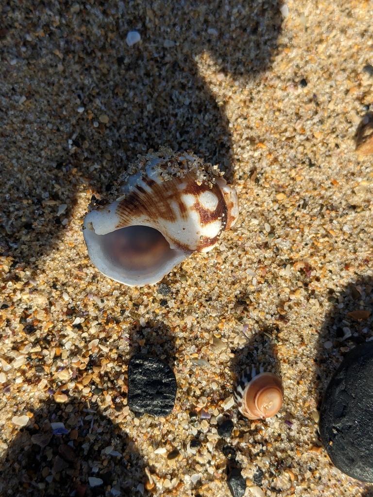 Ranella australasia from Newcastle NSW, Australia on September 9, 2023 ...