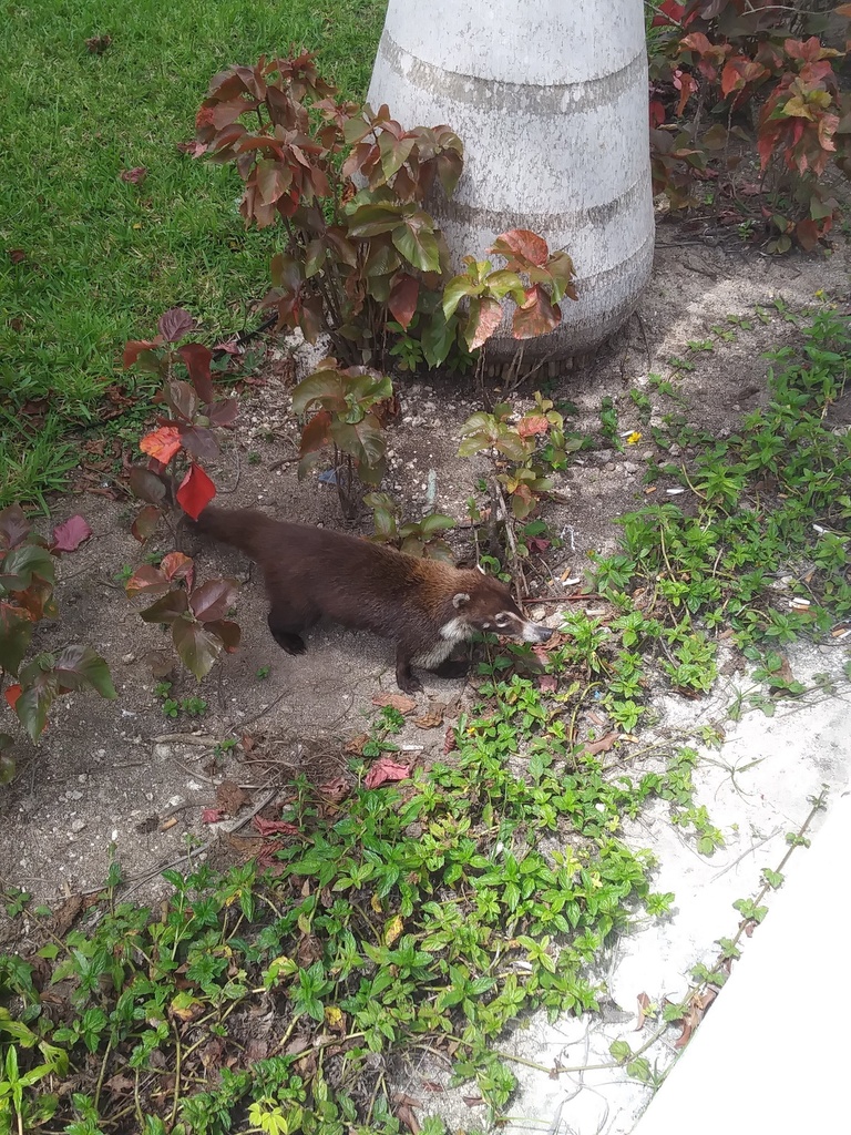 White-nosed Coati from Allegro Cozumel Resort Day Pass, Cozumel, Q. Roo ...