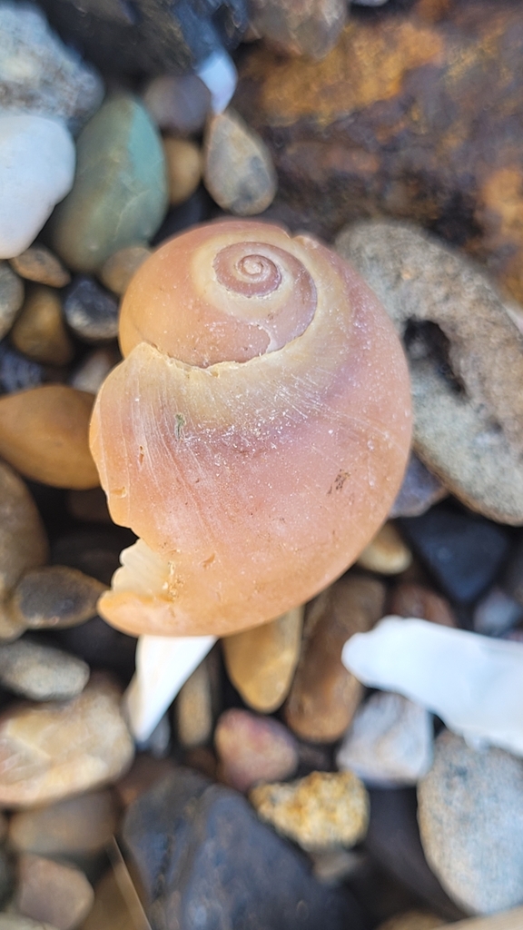 Moon Snails from Merewether NSW 2291, Australia on September 9, 2023 at ...