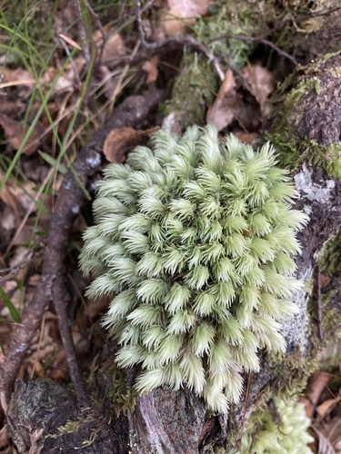 Leucobryum candidum · iNaturalist