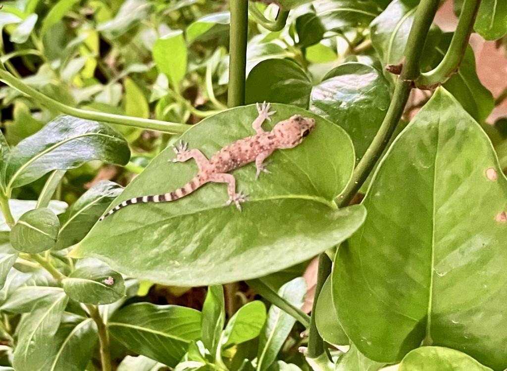 Mediterranean House Gecko from Court of York, Houston, TX, US on ...