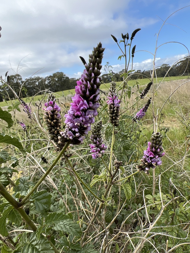 native scurf-pea from Fullarton Rd, Adelaide, SA, AU on September 9 ...