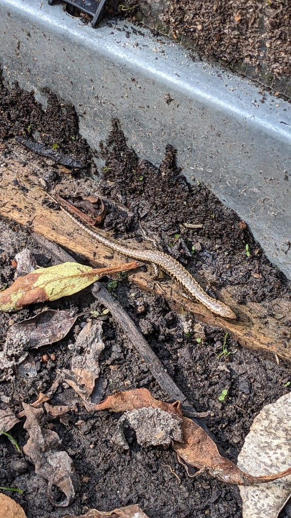 Northern Spotted Skink in September 2023 by Svend Hansen · iNaturalist