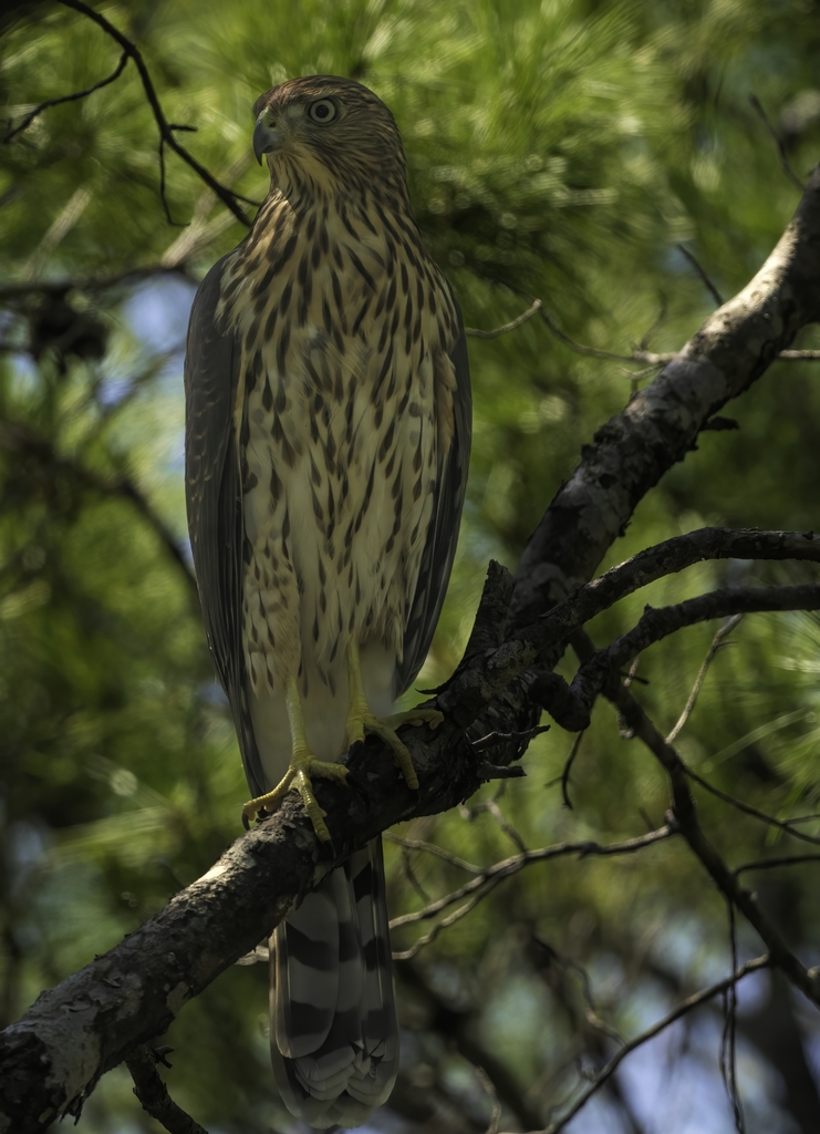 Cooper's Hawk from US-1, Jupiter, FL 33408, USA on September 8, 2023 at ...