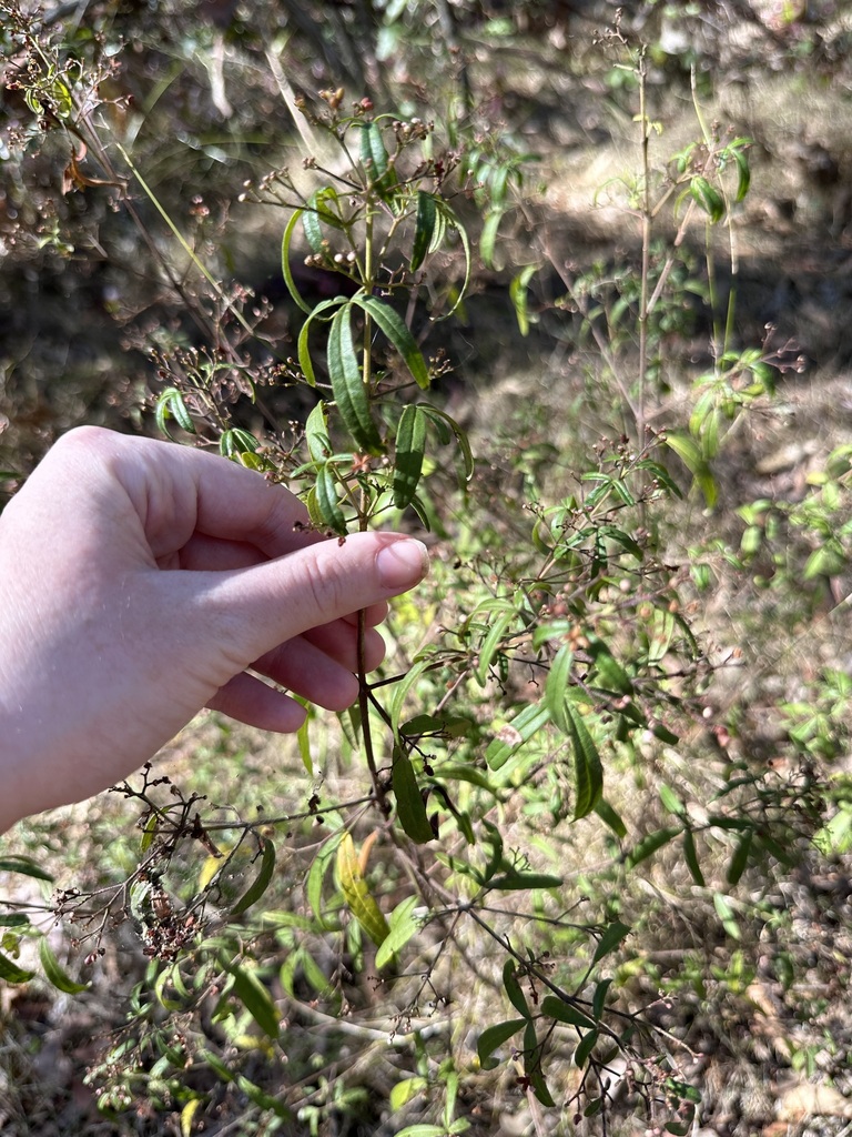 Sandfly Zieria from Brisbane QLD, Australia on September 9, 2023 at 10: ...
