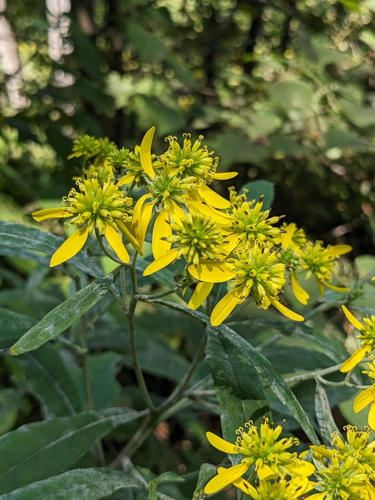 Wingstem from Oregon Ridge Park and Nature Center on September 8, 2023 ...